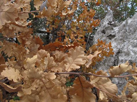 Duino Am Rilkeweg Sentiero Rilke Flowerywallpaper