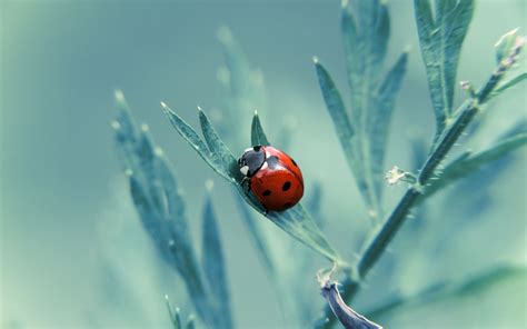 Ladybug Desktop Wallpapers Wallpaper Cave