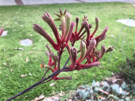 Red Kangaroo Paw Flowers In Grass
