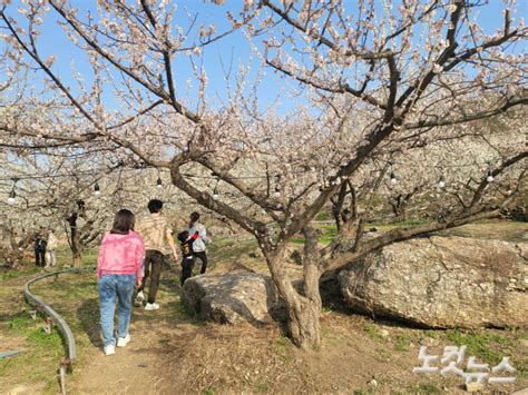 광양시 제23회 광양매화축제성공 카운트다운 돌입 노컷뉴스
