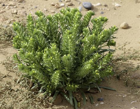Arnebia decumbens - Plant Biodiversity of South-Western Morocco