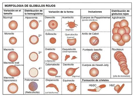 Morfología De Eritrocitos Hematología Sangre Eritrocitos