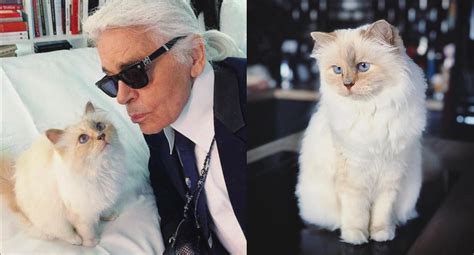 Día Internacional del Gato: conoce a Choupette Lagerfeld, la gata más ...