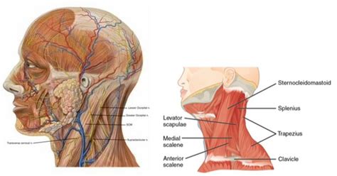 EM Ultrasound Section Ultrasound Guided Superficial Cervical Plexus Block
