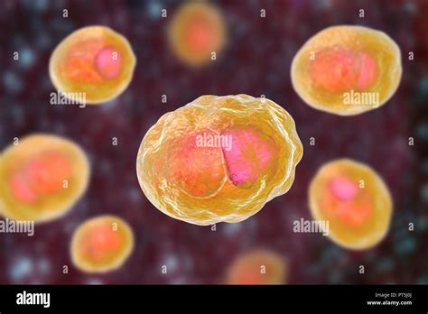 Ceguera Por Tracoma Fotografías E Imágenes De Alta Resolución Alamy
