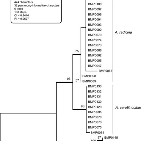One Of Six Parsimonious Trees Inferred From Sequence Of Alt A1 Gene