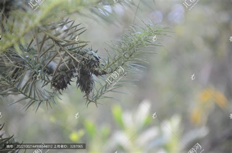 杉树果实 果实 植物花草 摄影素材 汇图网www huitu