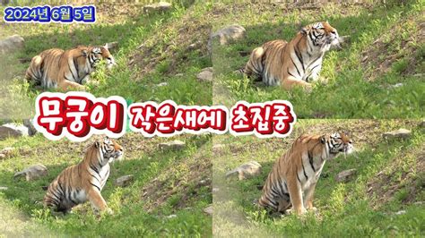무궁이 작은새에 초집중 2024 6 5후반부봉화sun호랑이숲 Youtube