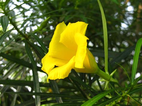 Collecting Ayurvedic Plants 18 Steps Instructables