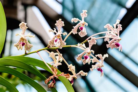 화창한 여름날 정원 냄비에 만개한 흰색과 어두운 보라색 Phalaenopsis 난초 꽃을 닫고 부드러운 초점으로 촬영 아름다운