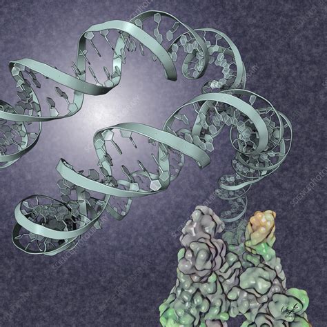 Kinetochore Bound To Centromere Protein Illustration Stock Image C058 3211 Science Photo