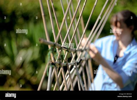 Framework For Growing Runner Beans Being Erected In A Garden Picture By Jim Holden Stock Photo