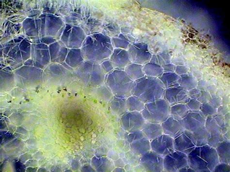 Dicot Stem Under Microscope