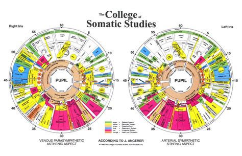 What Is Iris Chart Iridology How Read Iris Chart Iridology MAIKONG