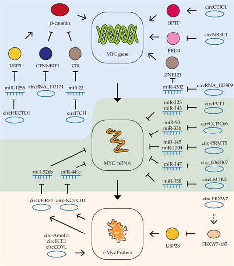 Control Of Myc Mrna By Circrnas Schematic Representation Of Lncrnas