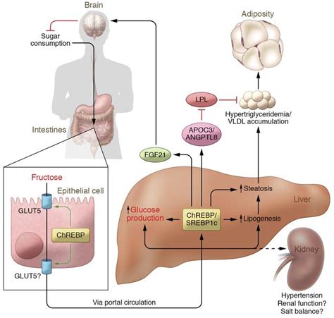Fructose Metabolism