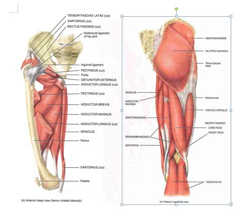 Muscles Acting On Hip And Thigh Diagram Quizlet