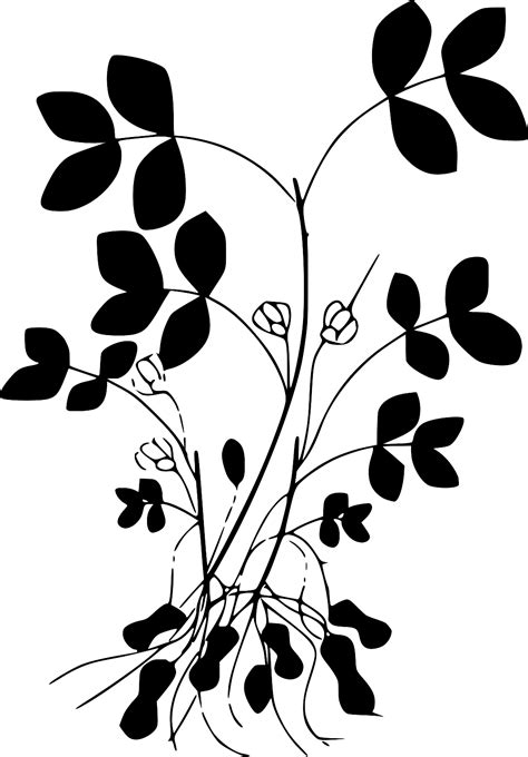 Arachis Hypogaea Cc0 1 0 Phylopic