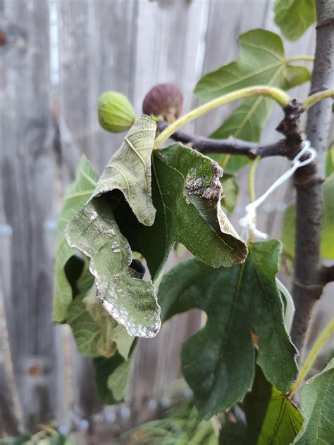 Why Does My Fig Tree Look Like Its Dying All Of A Sudden R Plants