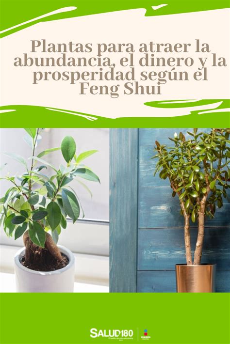 Plantas Para Atraer La Abundancia El Dinero Y La Prosperidad Según El