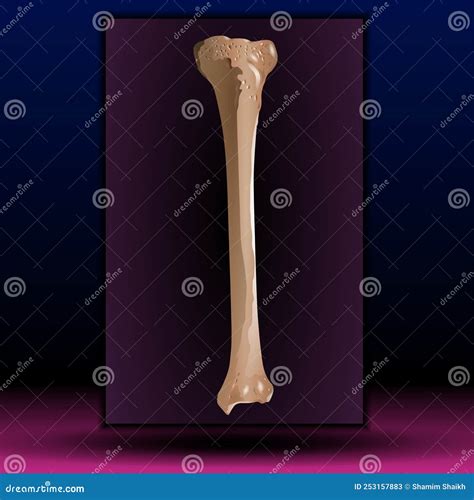 Bone Marrow Human Bone Structure Vector Illustration Stock