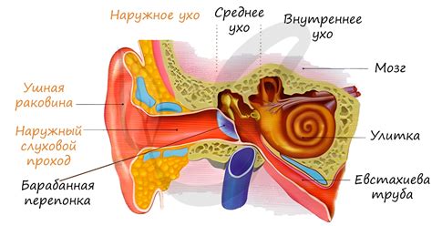 Орган слуха и равновесия подготовка к ЕГЭ по биологии
