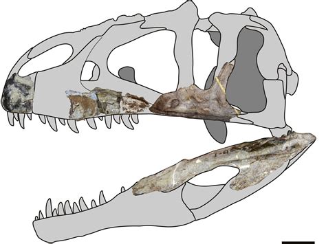Fossils Of Shark Toothed Carnivorous Dinosaur Dating Back 115 Million