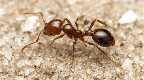 Red Fire Ant Nests Have Been Discovered In Italy The City Voice