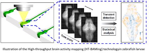 Methods Of Drug Discovery Using Phenotypic Brain Activity Maps And