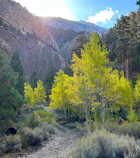 Pining For Pine Creek California Fall Color
