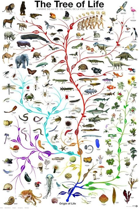 Evolution Tree