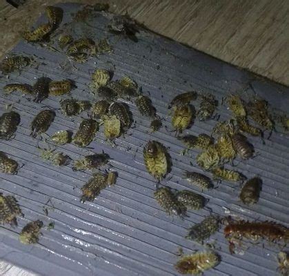 June Bugs PEST CONTROL CANADA