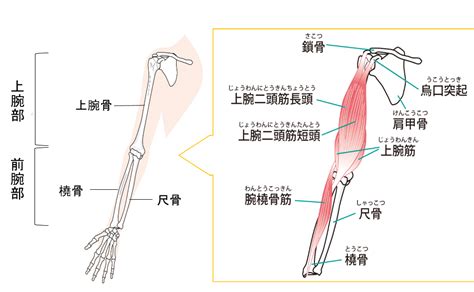 肘 側 副 靭帯