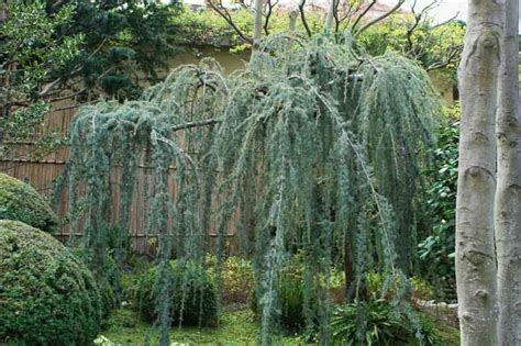 Cedrus Atlantica Glauca Group Glauca Pendula Atlas Cedar