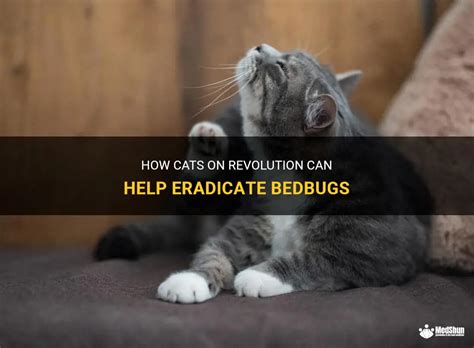 How Cats On Revolution Can Help Eradicate Bedbugs Medshun