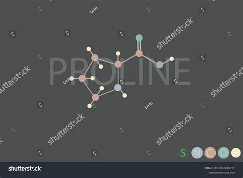 Proline Molecular Skeletal Chemical Formula Stock Vector Royalty Free 2437248757 Shutterstock