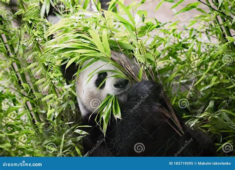 Hungry Giant Panda Bear Eating Bamboo Stock Image Image Of Leaf