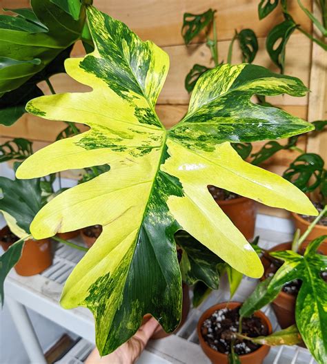 CÂy KiỂng LÁ CÂy Phong ThỦy ” Philodendron Bipinnatifidum Variegated Công Ty Tnhh Trúc Vũ Farm