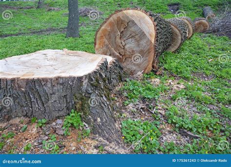 Cut Down Large Tree Deforestation Concept Stock Image Image Of Park