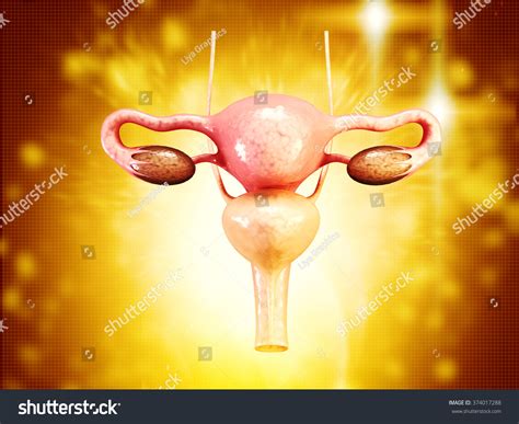 Female Reproductive System Stock Illustration 374017288