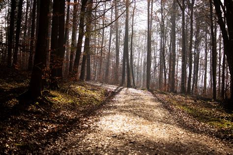 Las Natura Drzewa Na Darmowe Zdj Cie Na Pixabay Pixabay