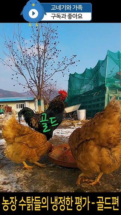 농장 수탉들의 냉정한 평가 골드편 Youtube