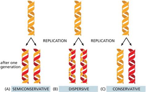 Chapter 6 Dna Replication And Repair Flashcards Quizlet