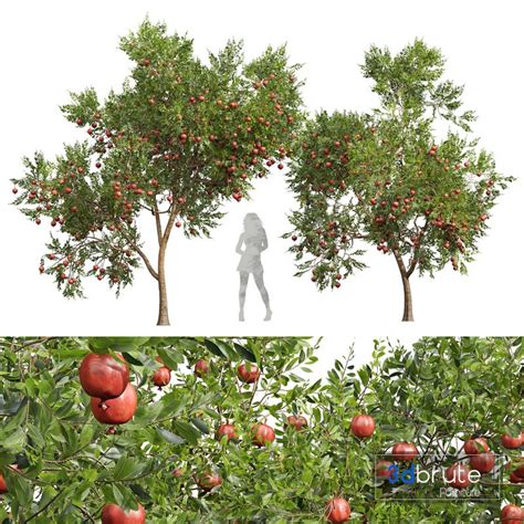 New Plant High Detail Punica Granatum Pomegranate 3d Model Buy Download