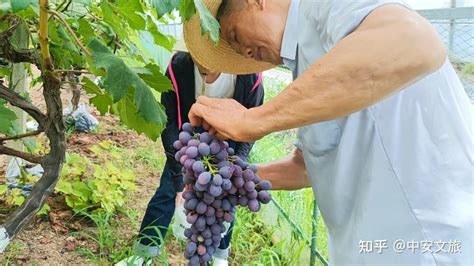 安庆迎江区南木村：“葡萄书记”采摘忙 知乎