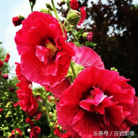 讀你，夢回故鄉，寫滿我的思念和憂傷 每日頭條