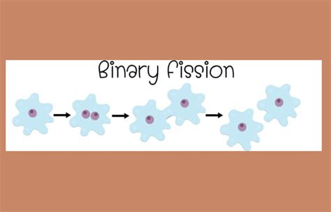 Binary Fission Step By Step Process In Bacteria And Amoeba Binary Fission Step By Step Process In Bacteria And Amoeba