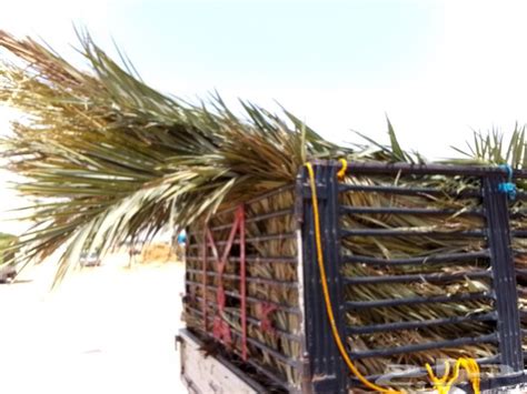 سعف نخيل جريد نخل موقع حراج