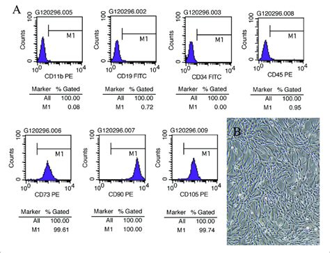Msc Assessment A Cell Surface Marker Of Uc Mscs At P5 Showing