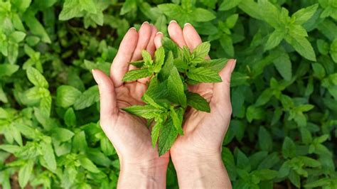 What Are Adaptogens Here Are Its Health Benefits And Sources
